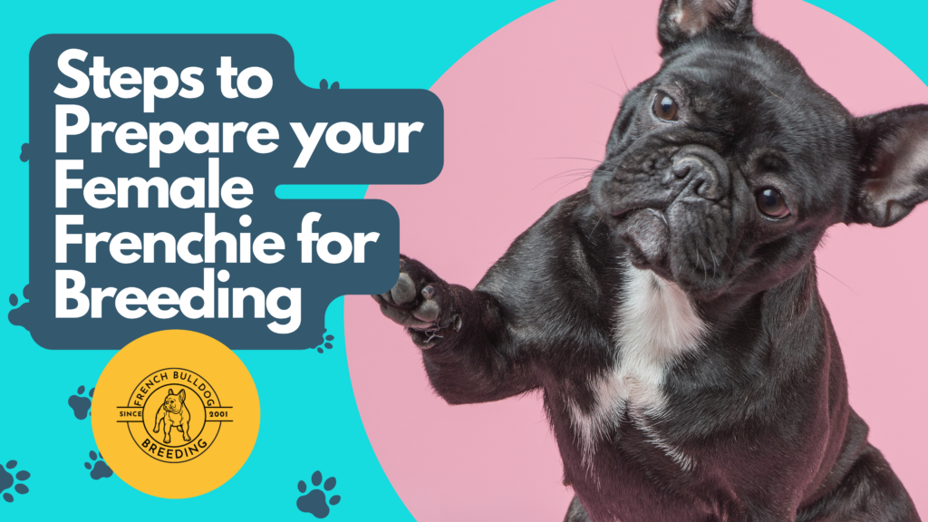 Steps to Prepare your Female Frenchie for Breeding - French Bulldog ...